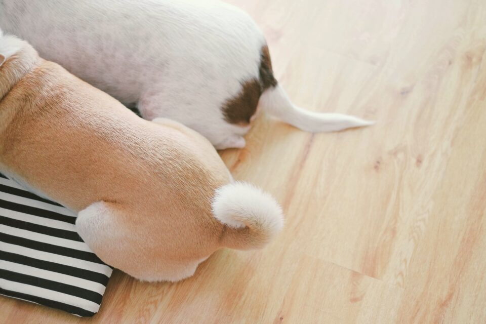 Why Is My Dog's Tail Down? - What Does It Mean & What to Do