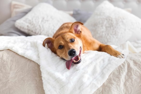 Dog Tongue Color Chart | Symptoms, Causes & What to Do