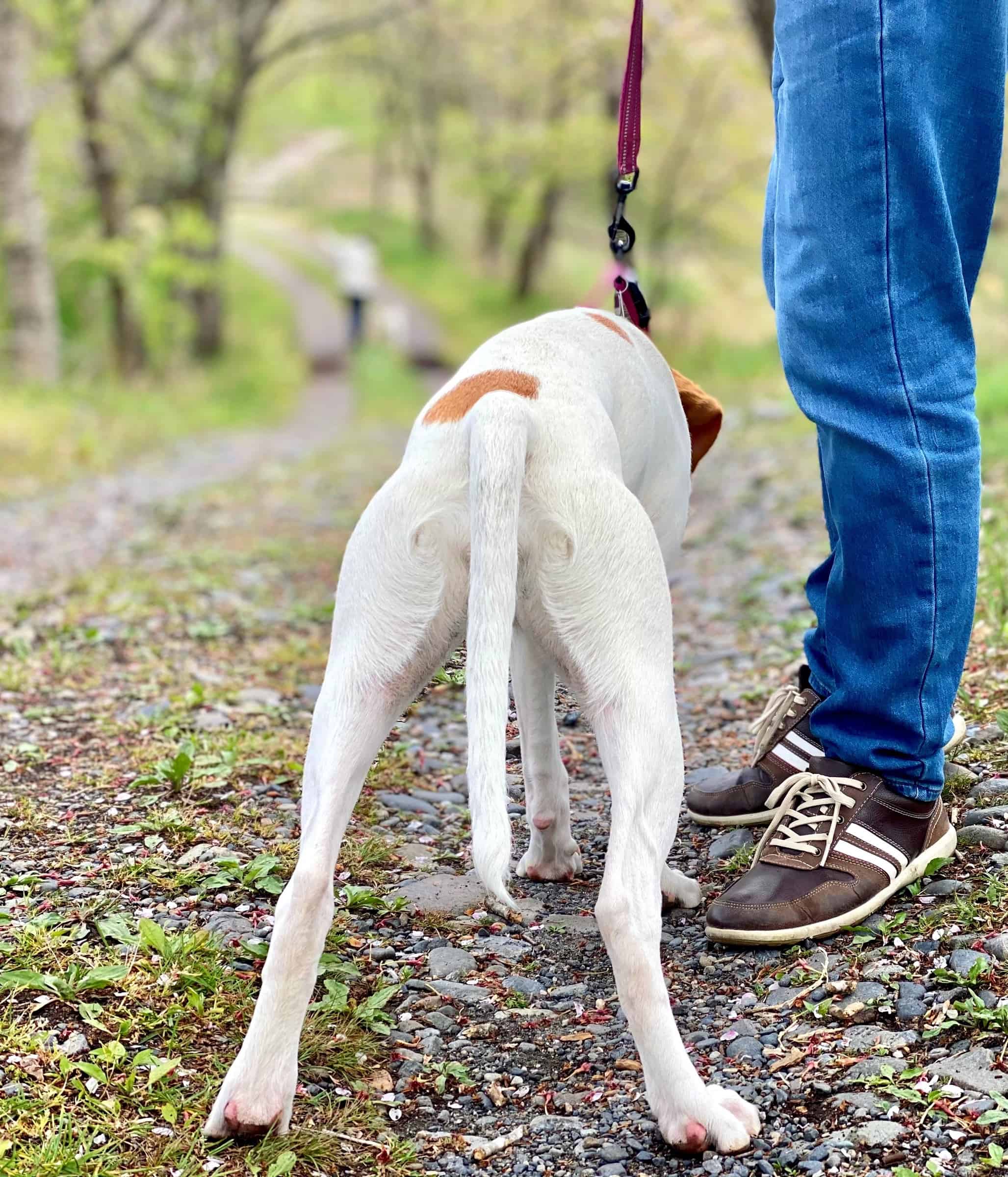 Why Is My Dog's Tail Down? - What Does It Mean & What to Do