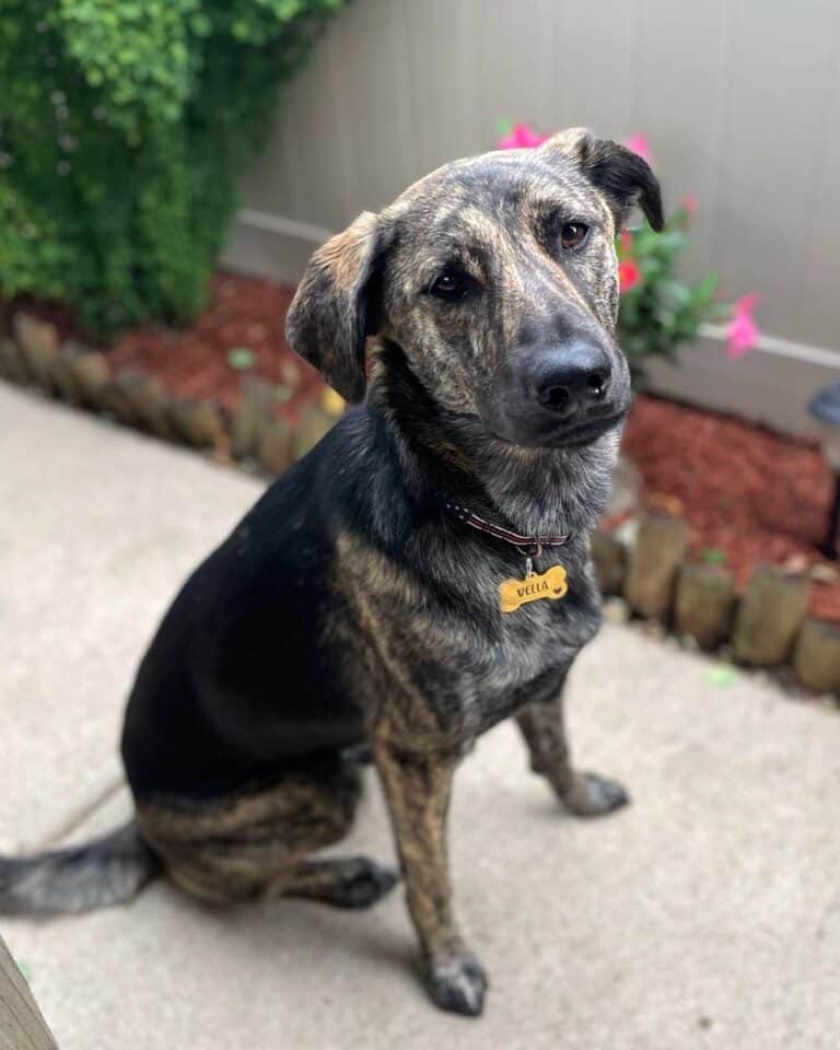 Dutch Shepherd Mixes: 8 Different Crossbreeds You'll Love