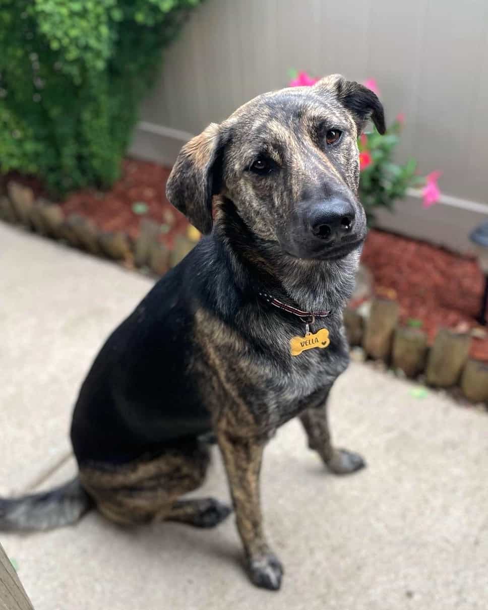 Dutch Shepherd Mixes: 8 Different Crossbreeds You'll Love