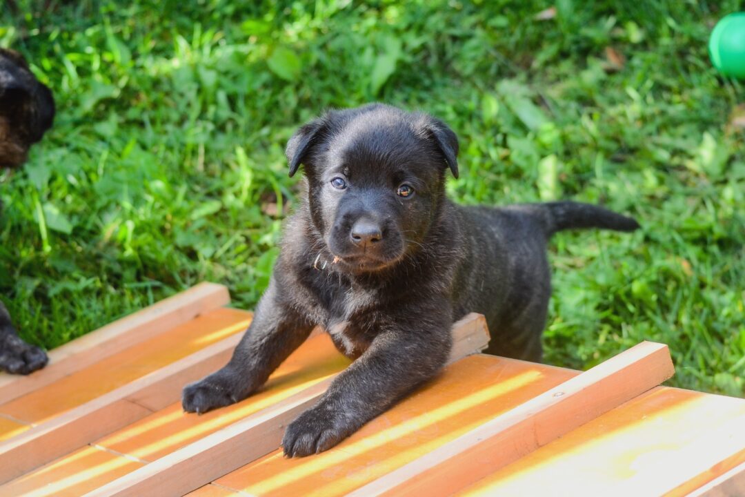 Dutch Shepherd Mixes: 8 Different Crossbreeds You'll Love