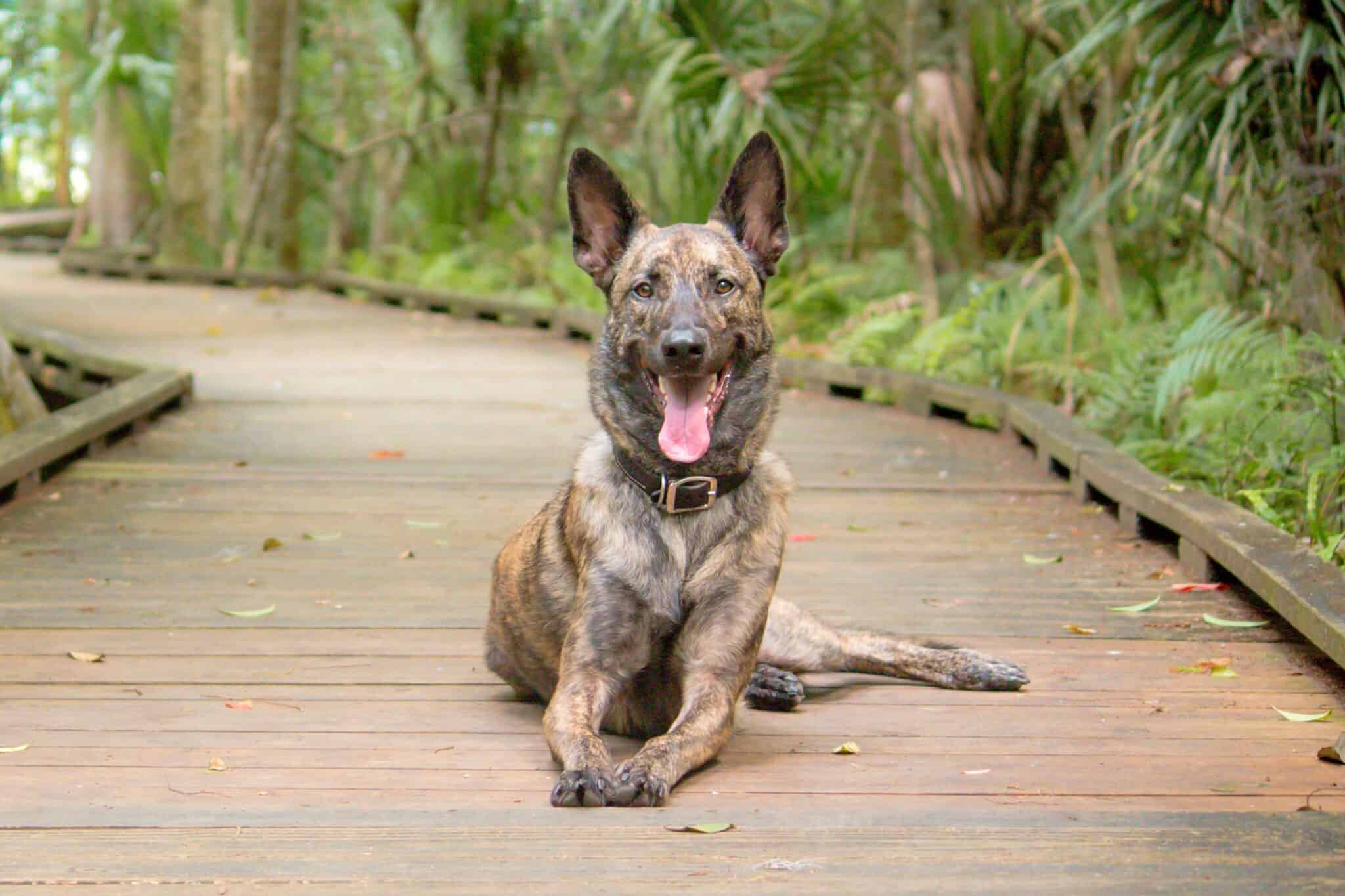 Dutch Shepherd Mixes: 8 Different Crossbreeds You'll Love