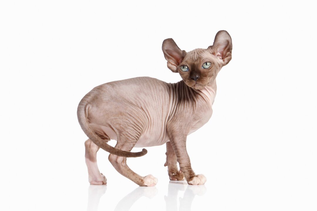 Elf Cat | Breed Information, Pictures, Characteristics & Care