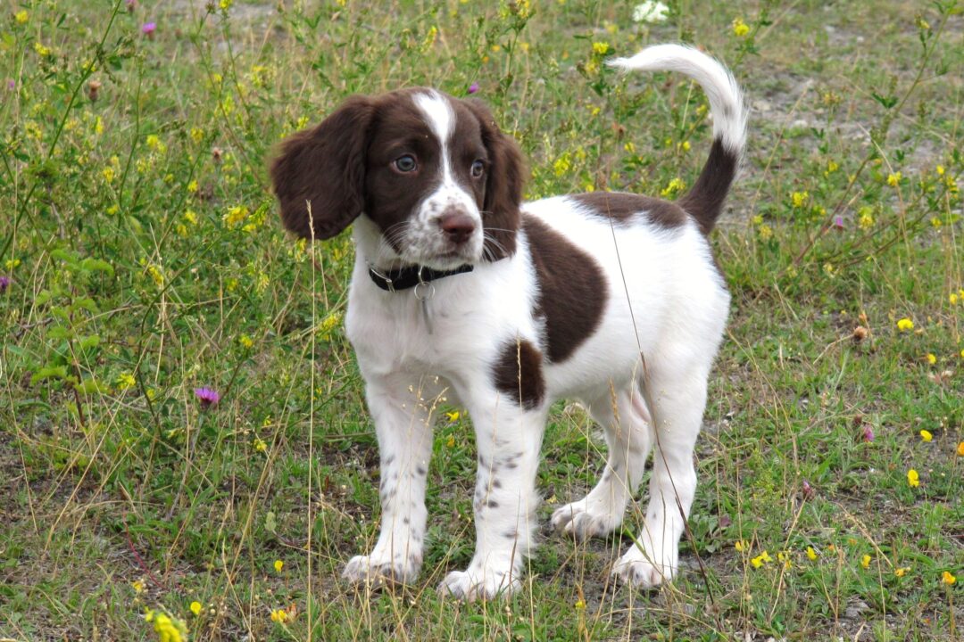 English Springer Spaniel Mixes: 28 Unique & Smart Crossbreeds