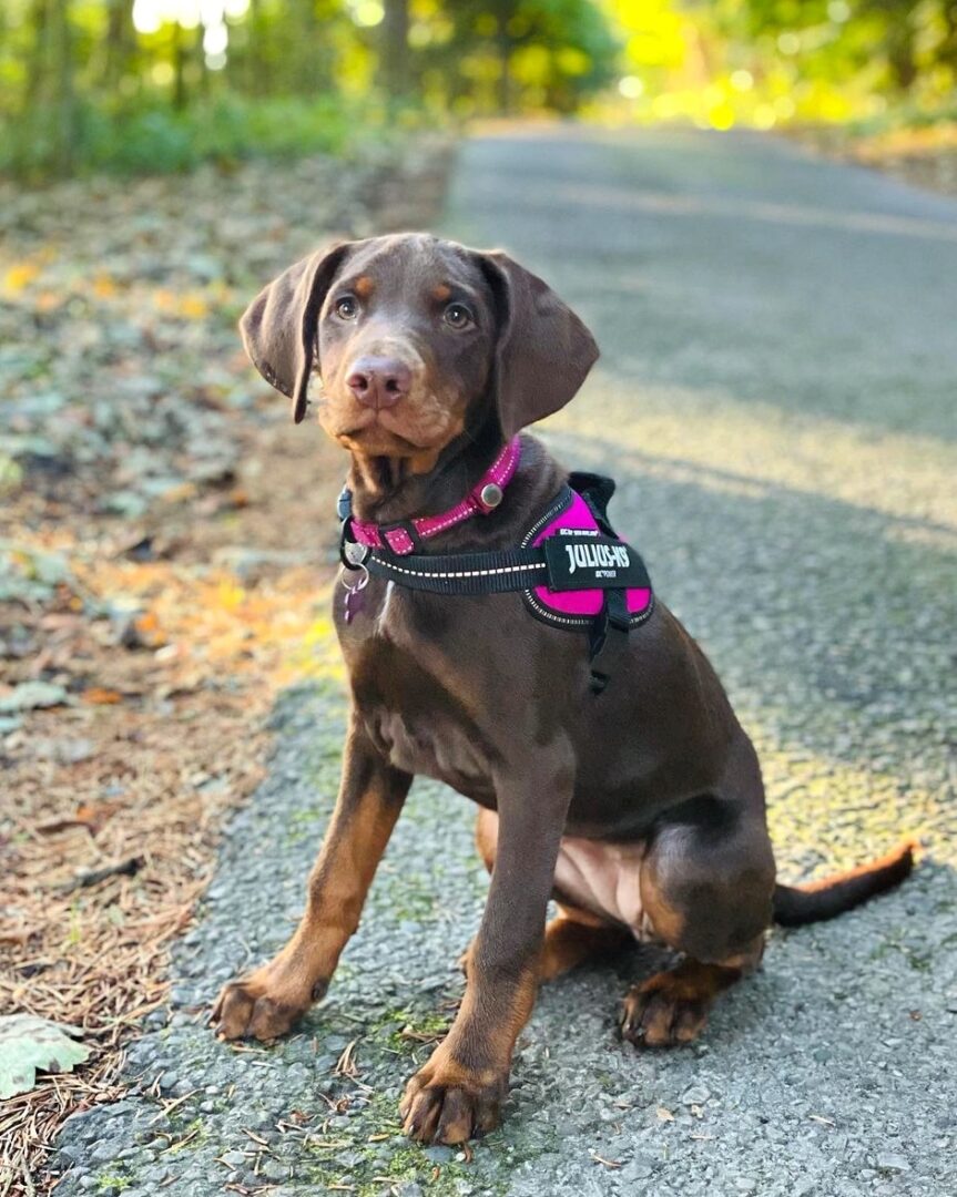 English Springer Spaniel Mixes: 28 Unique & Smart Crossbreeds