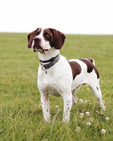 English Springer Spaniel Mixes: 28 Unique & Smart Crossbreeds