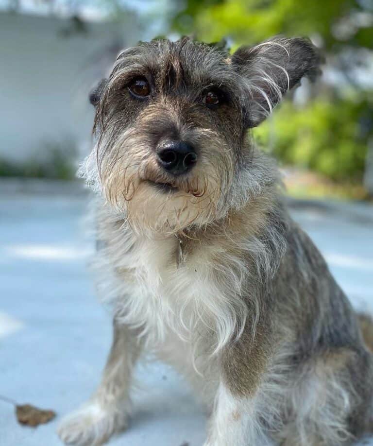 Schnauzer Mixes: 31 Beautiful Bearded Hybrids