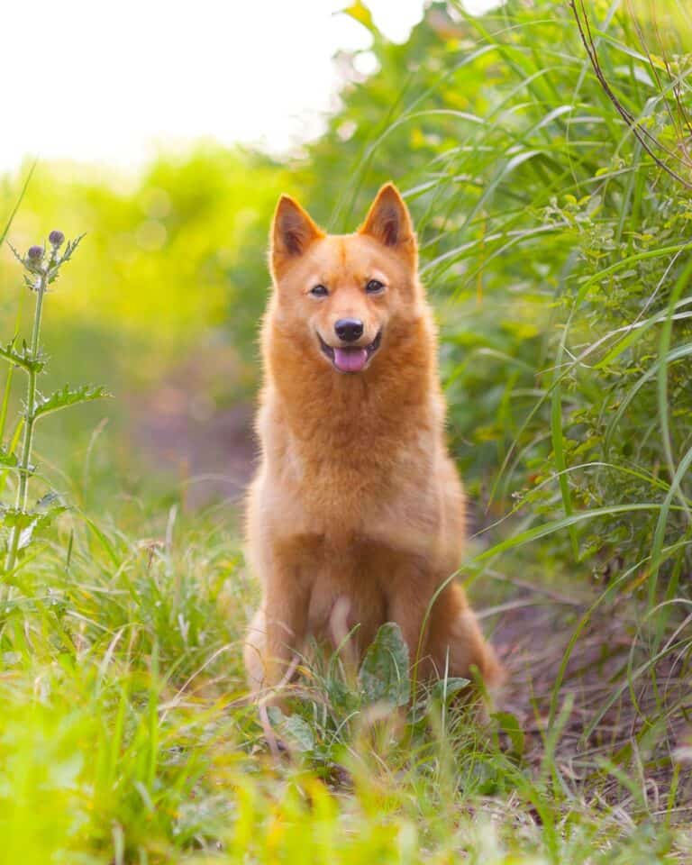 Red Cantonese Bear Dog: Does It Really Exist or Just a Hoax?