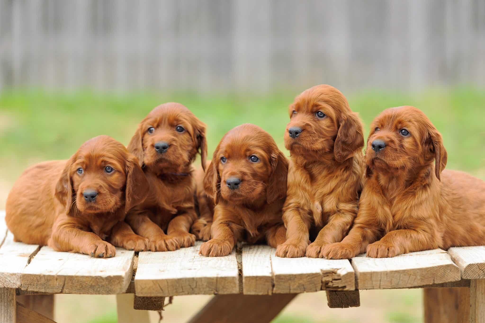 Irish Setter Mixes: 9 Unique Crossbreeds to Brighten Your Day!