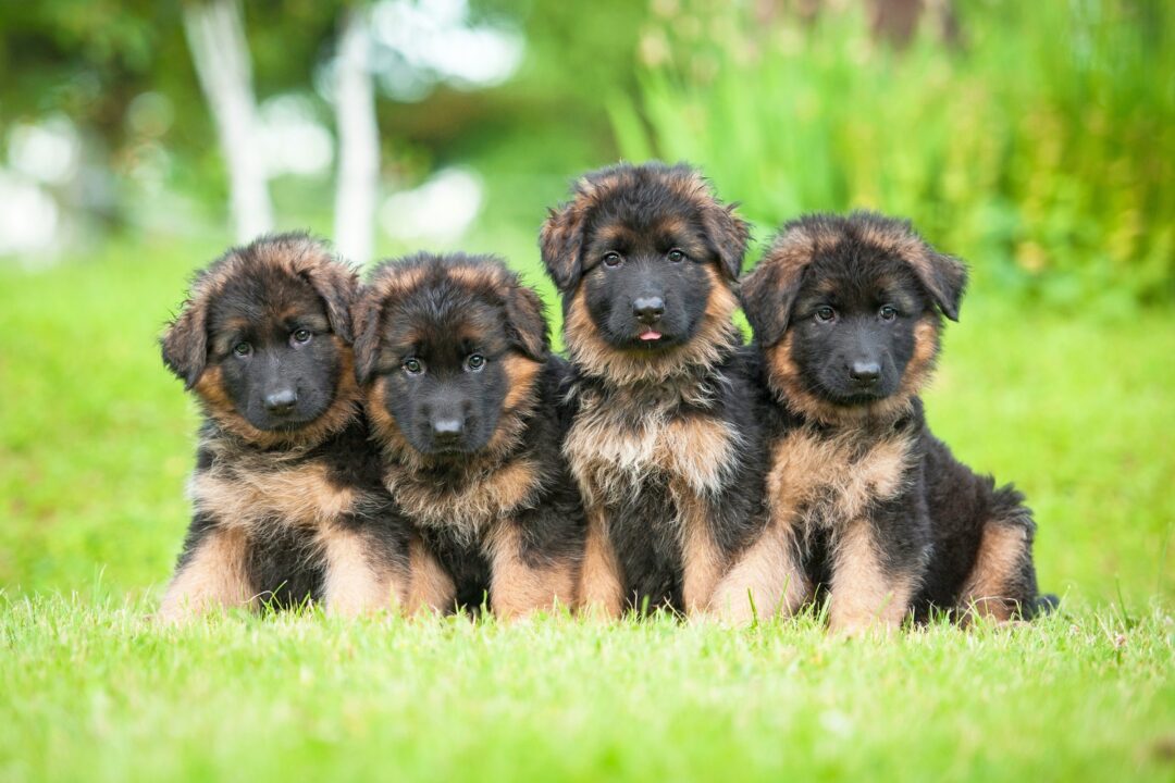 Alsatian | Dog Breed Information, Pictures, Traits & Facts