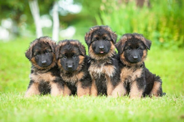 Alsatian | Dog Breed Information, Pictures, Traits & Facts