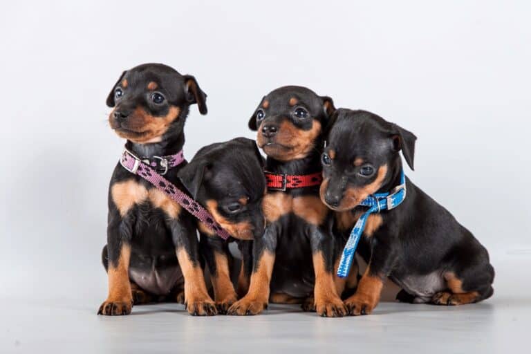 How Much Does a Miniature Pinscher Cost? (2025 Price Guide)