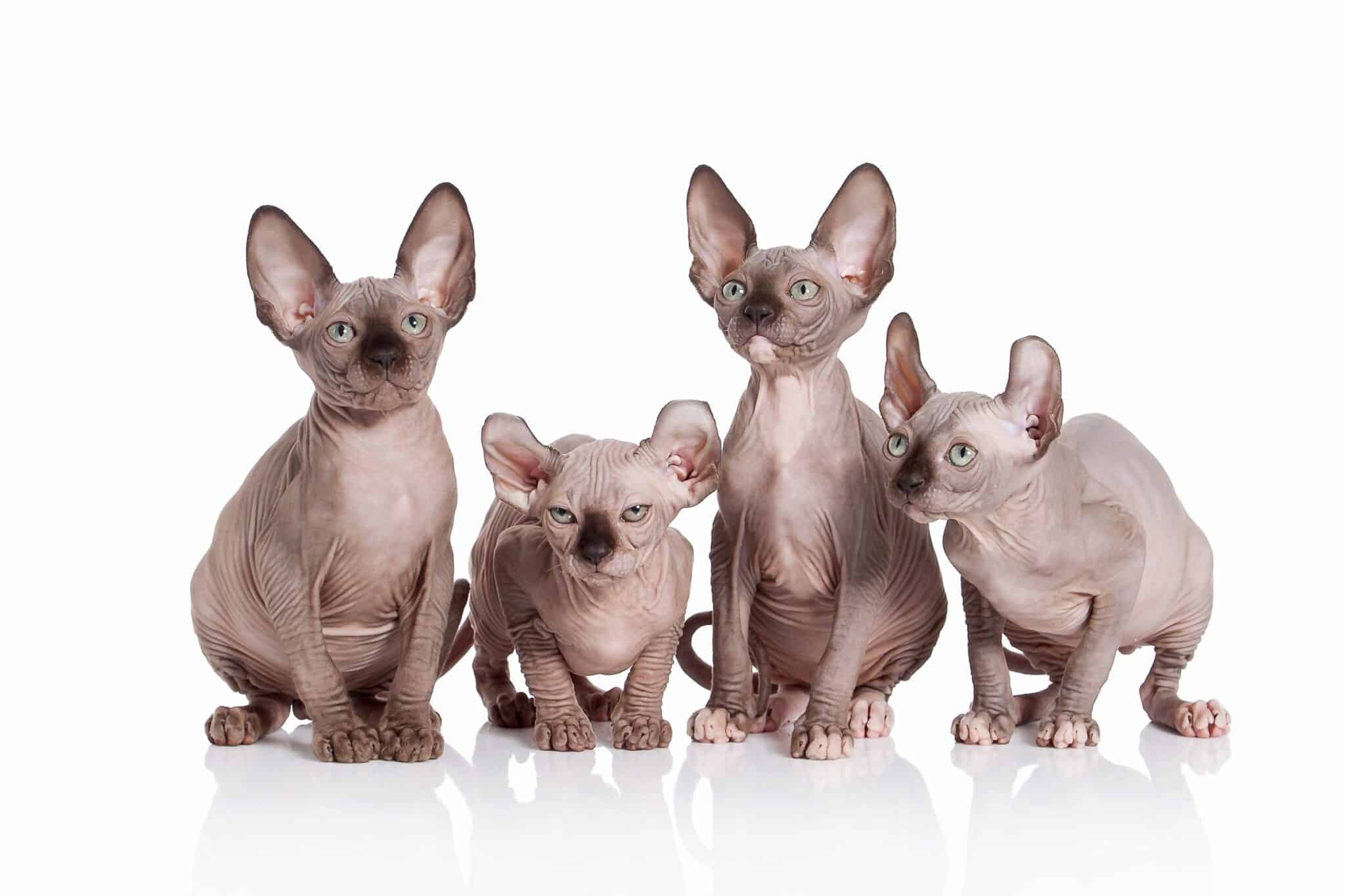 Elf Cat | Breed Information, Pictures, Characteristics & Care