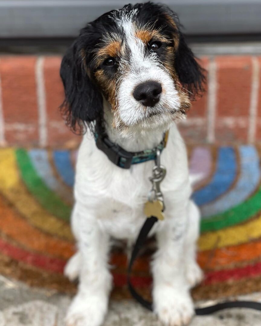 Cocker Spaniel Mixes: 38 Beautiful Crossbreeds (With Pictures)