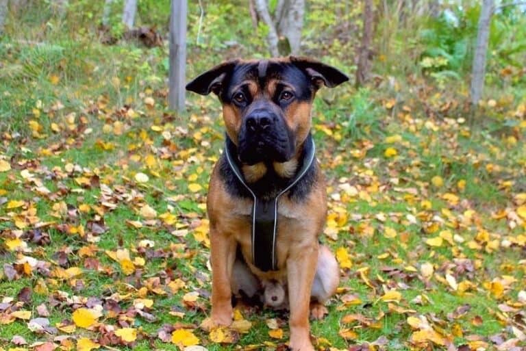 French Bulldog German Shepherd Mix: Info, Pictures & Facts