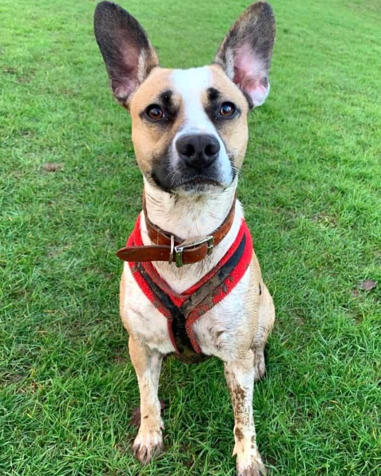 Whippet Mixes: 31 Different Whippet Hybrids