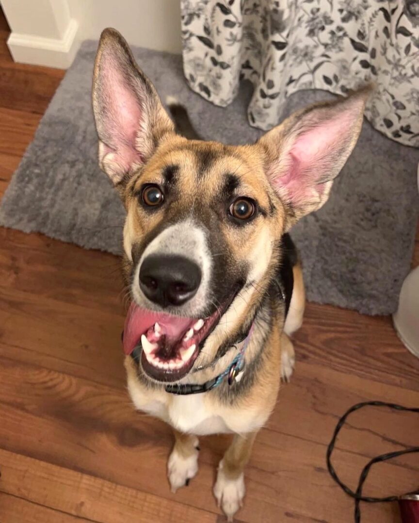 Brittany Spaniel Mixes: 21 Beautiful Crossbreeds