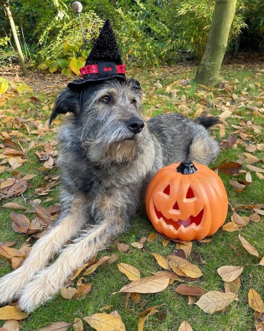 German Schnauzer (Schnauzer & German Shepherd Mix)