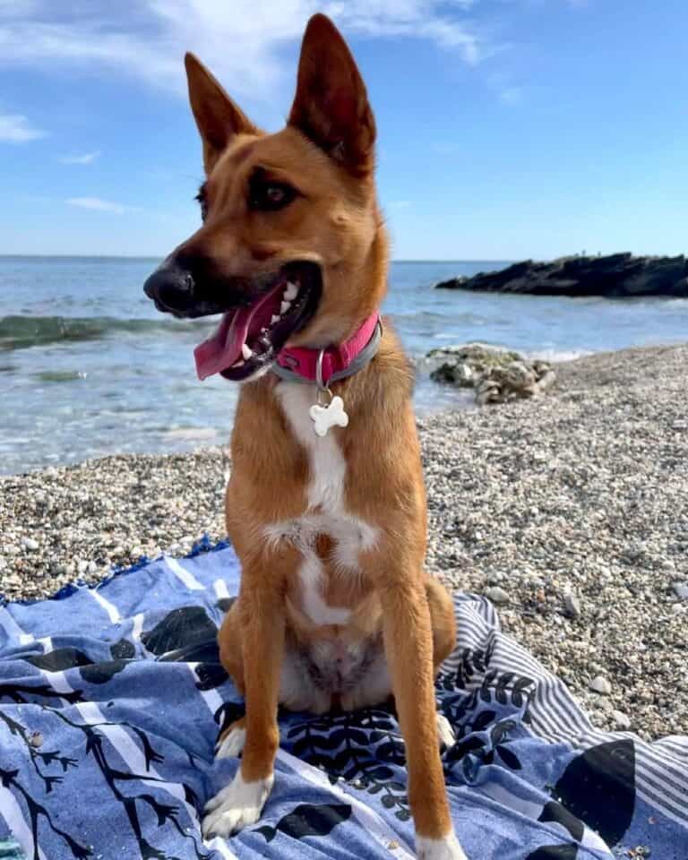 Basenji German Shepherd Mix: Info, Pictures, Facts & FAQs