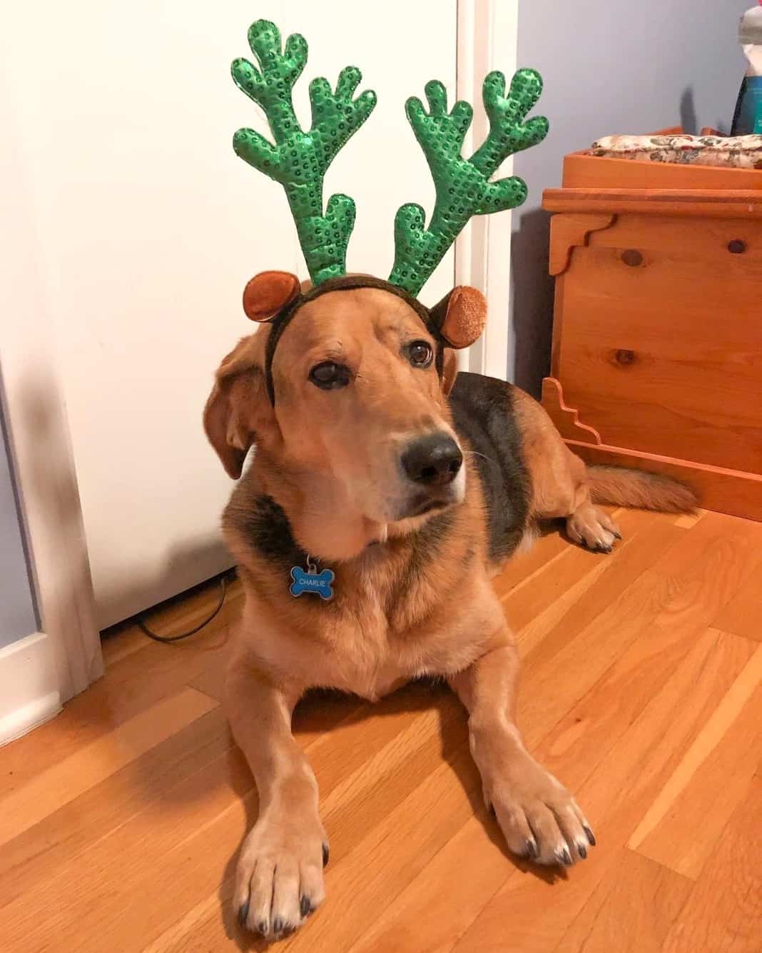 German Shepherd Basset Hound Mix: Info, Pictures & Facts