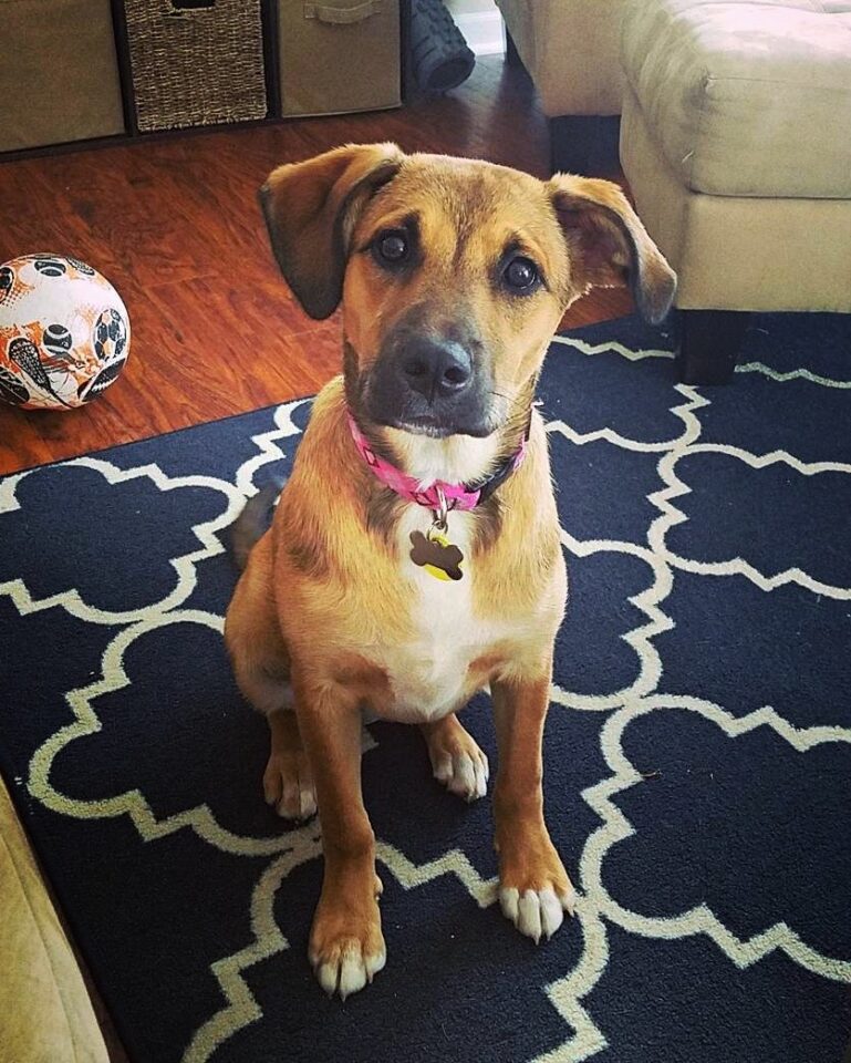 Black Mouth Cur Mixes: 13 Fearless and Protective Crossbreeds