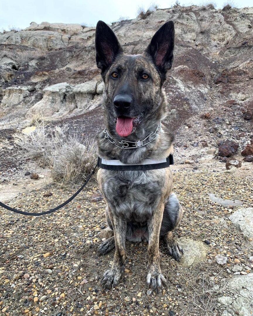 Dutch Shepherd Mixes: 8 Different Crossbreeds You'll Love