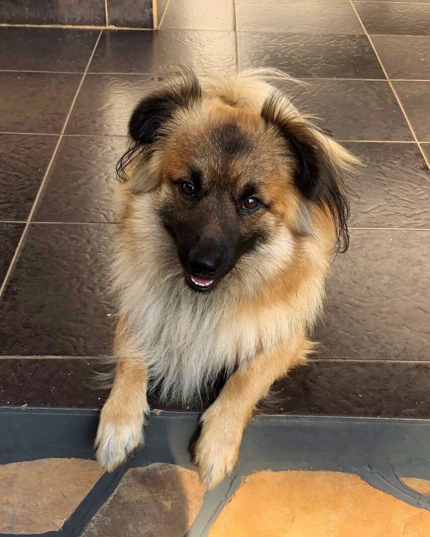 Maltese German Shepherd Mix: Info, Pictures, Traits & Facts