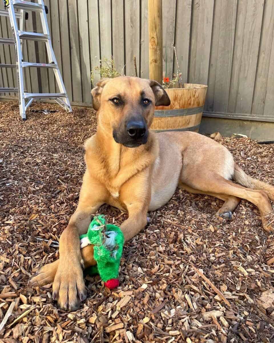 Ridgeback Shepherd Mix