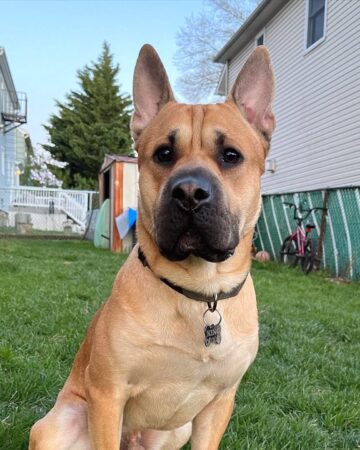 German Shepherd Shar-Pei Mix: Info, Pictures, Traits & Facts