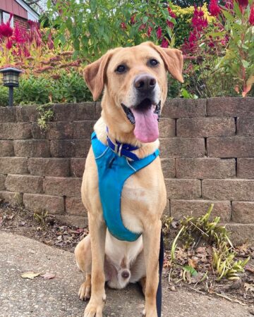 Vizsla Mixes: 25 Loyal Crossbreeds You'll Love