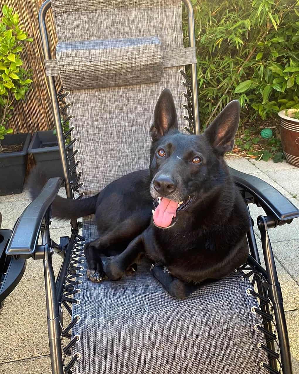 Whippet Mixes: 31 Different Whippet Hybrids (With Pictures)