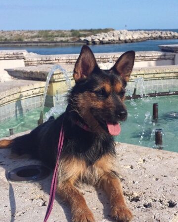 German Shepherd Yorkie Mix: Info, Pictures, Traits & Facts