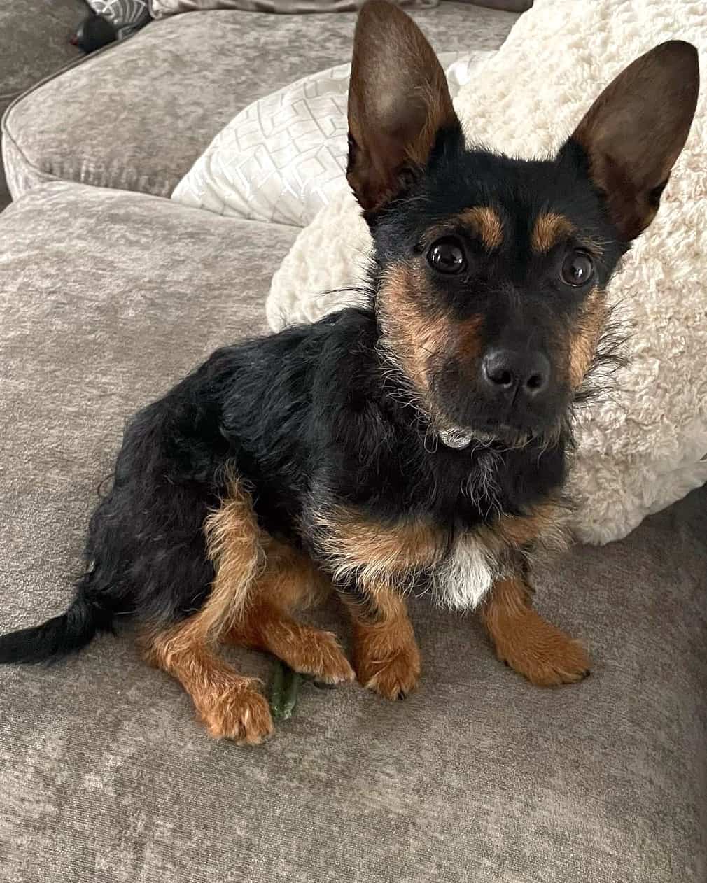 German Shepherd Yorkie Mix: Info, Pictures, Traits & Facts