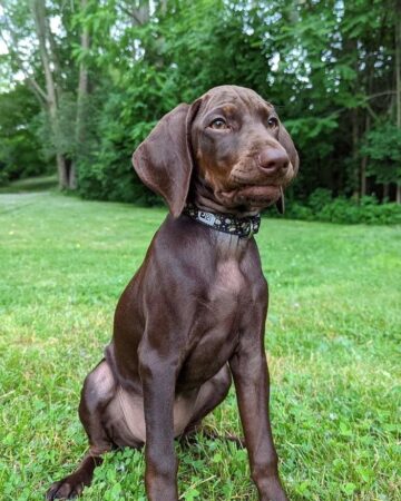 Vizsla Mixes: 25 Loyal Crossbreeds You'll Love