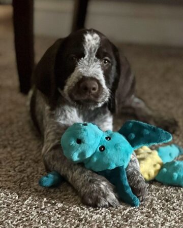 English Springer Spaniel Mixes: 28 Unique & Smart Crossbreeds