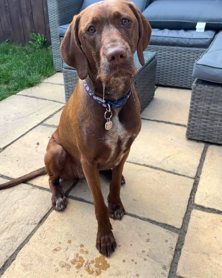 Vizsla Mixes: 25 Loyal Crossbreeds You'll Love