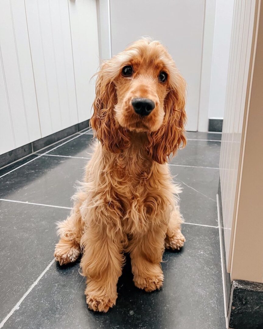 Cocker Spaniel Mixes: 38 Beautiful Crossbreeds (With Pictures)