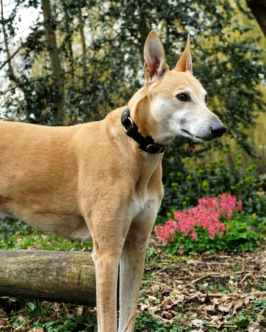 Greyhound Mixes: 21 Unique Crossbreeds (With Pictures)