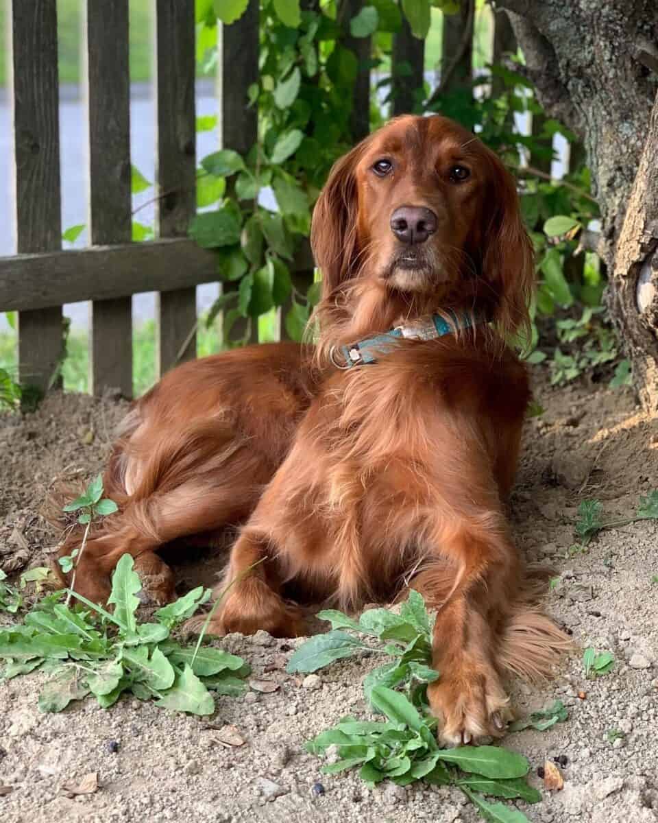 Irish Setter Chocolate Lab Mix Irish Setter Chocolate Lab Mix