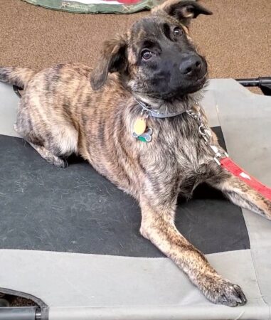 Dutch Shepherd Mixes: 8 Different Crossbreeds You'll Love