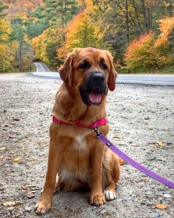 Saint Bernard Mixes: 25 Adorable Crossbreeds (With Pictures)