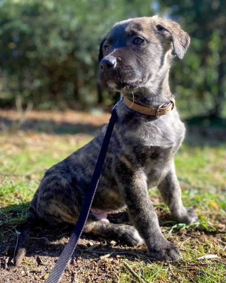 Whippet Mixes: 31 Different Whippet Hybrids