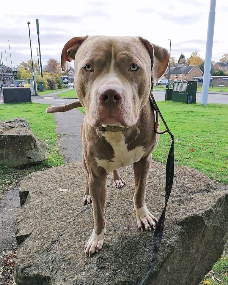 11 Most Popular Pitbull Bloodlines - Bubbly Pet