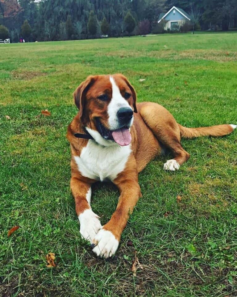 Saint Bernard Mixes: 25 Adorable Crossbreeds (With Pictures)