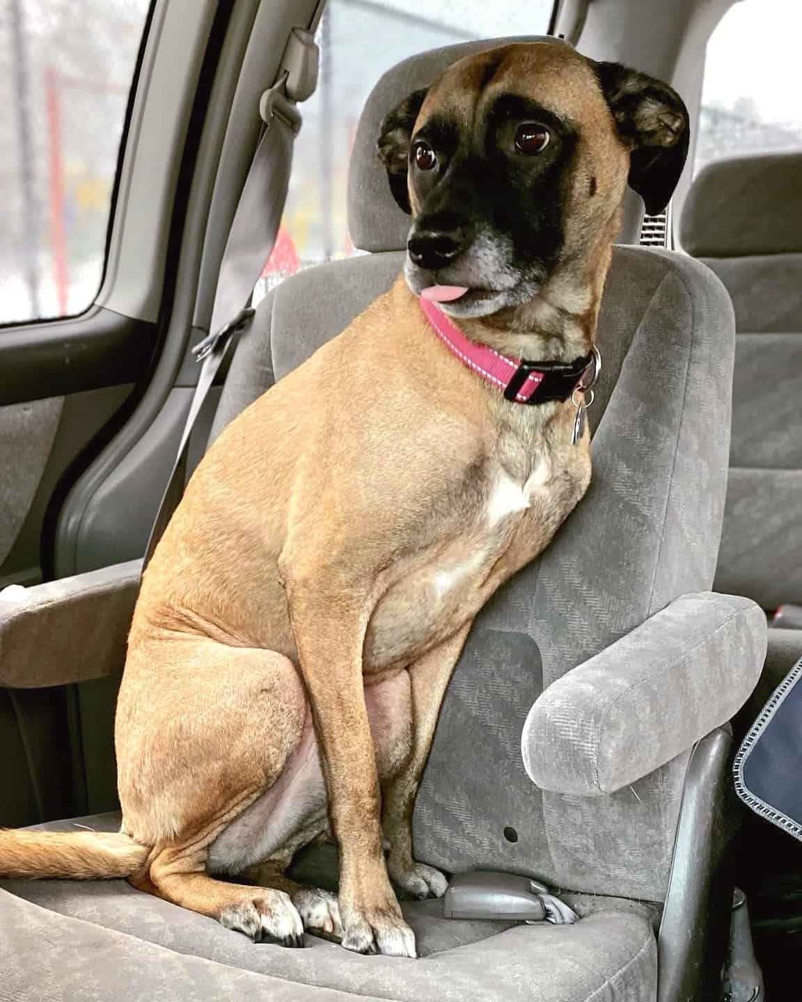 Greyhound Mixes: 21 Unique Crossbreeds (With Pictures)