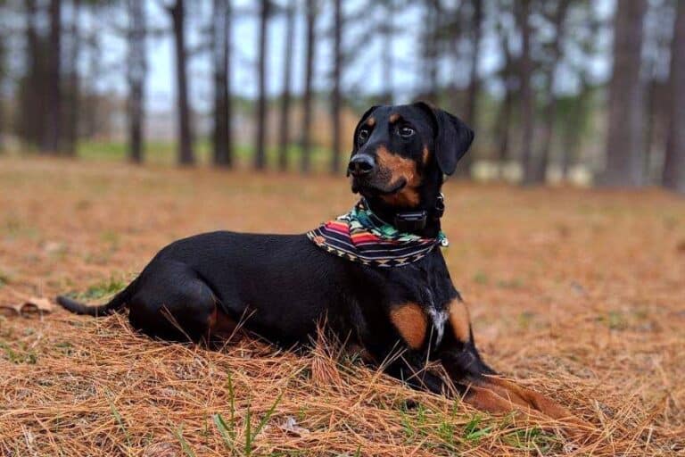 Greyhound Mixes: 21 Unique Crossbreeds (With Pictures)