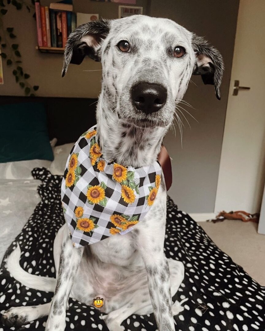 Greyhound Mixes: 21 Unique Crossbreeds (With Pictures)