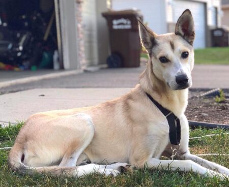 Greyhound Mixes: 21 Unique Crossbreeds (With Pictures)