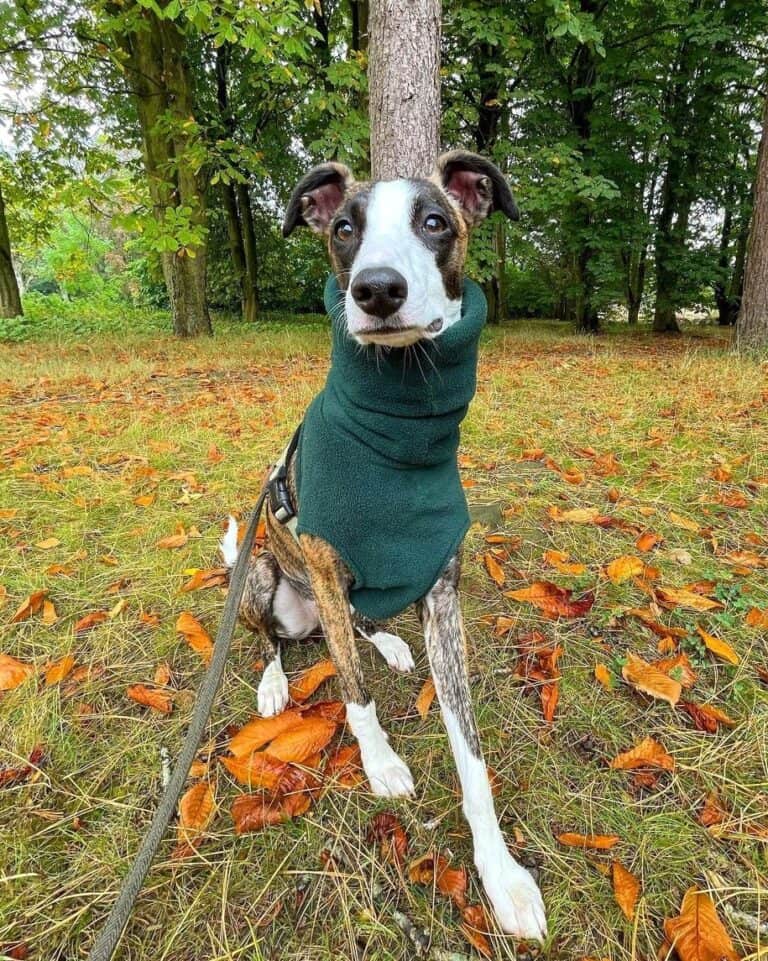 Whippet Mixes: 31 Different Whippet Hybrids